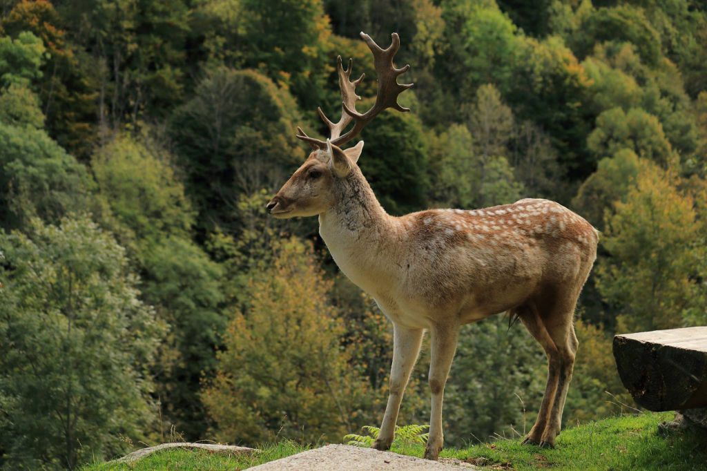 Parque de animales Molló Parc | Hotel Els Caçadors de Ribes